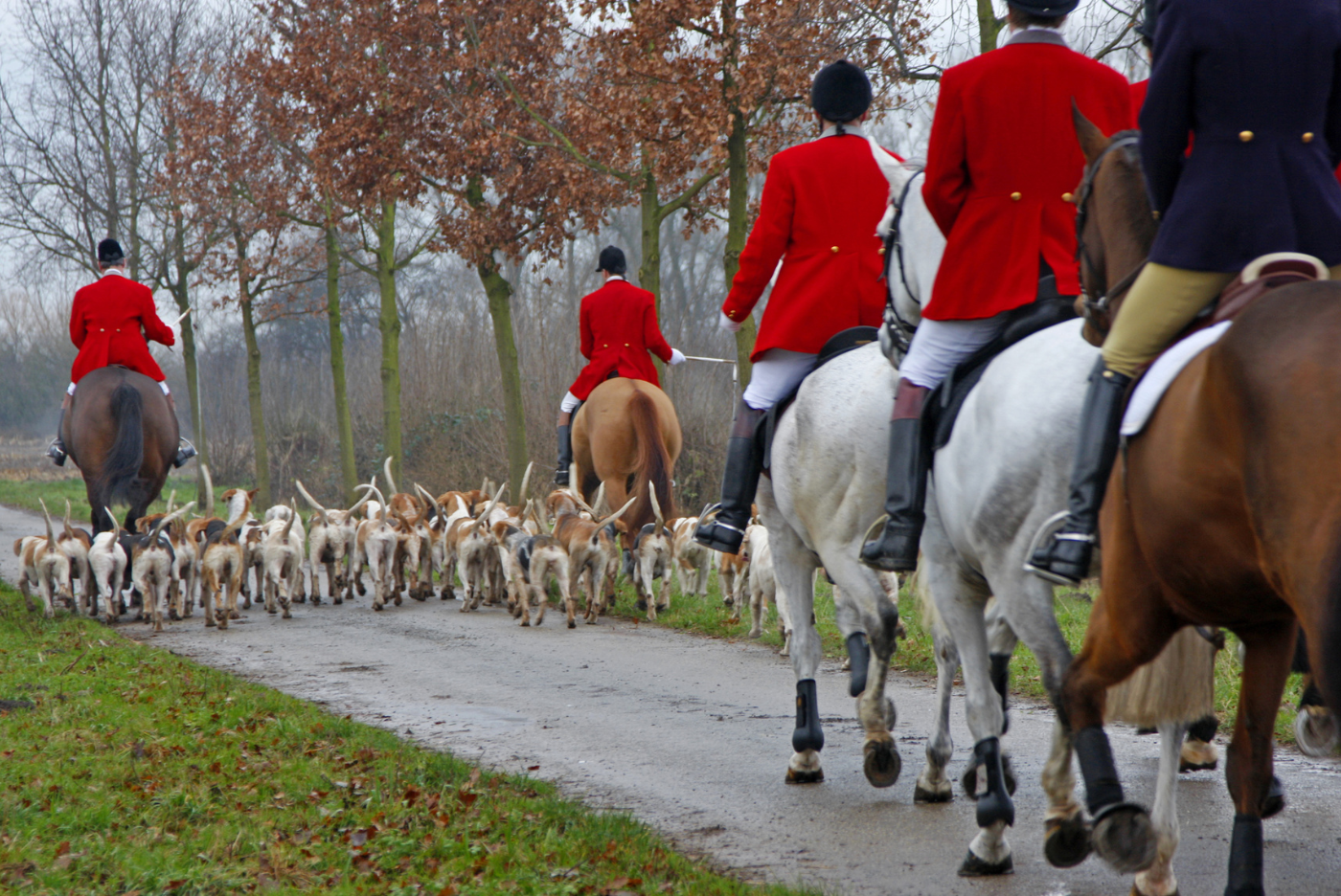 An Open Letter to the Government of Ireland on Fox Hunting and Animal ...
